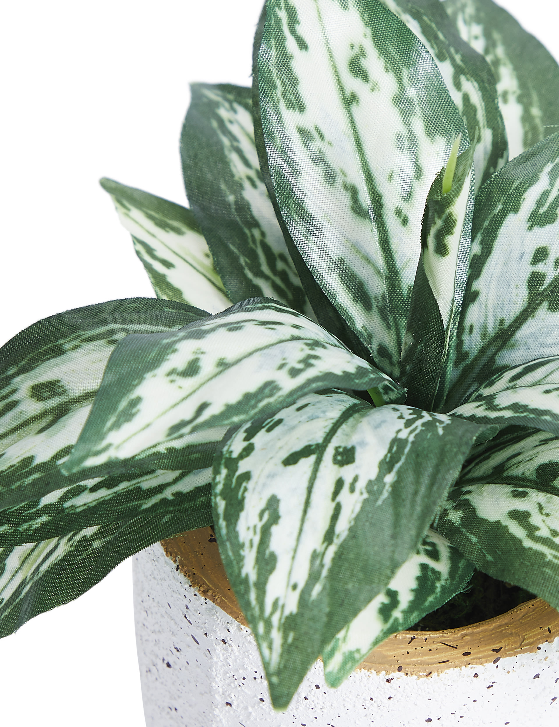 Mini Croton Pot | M&S