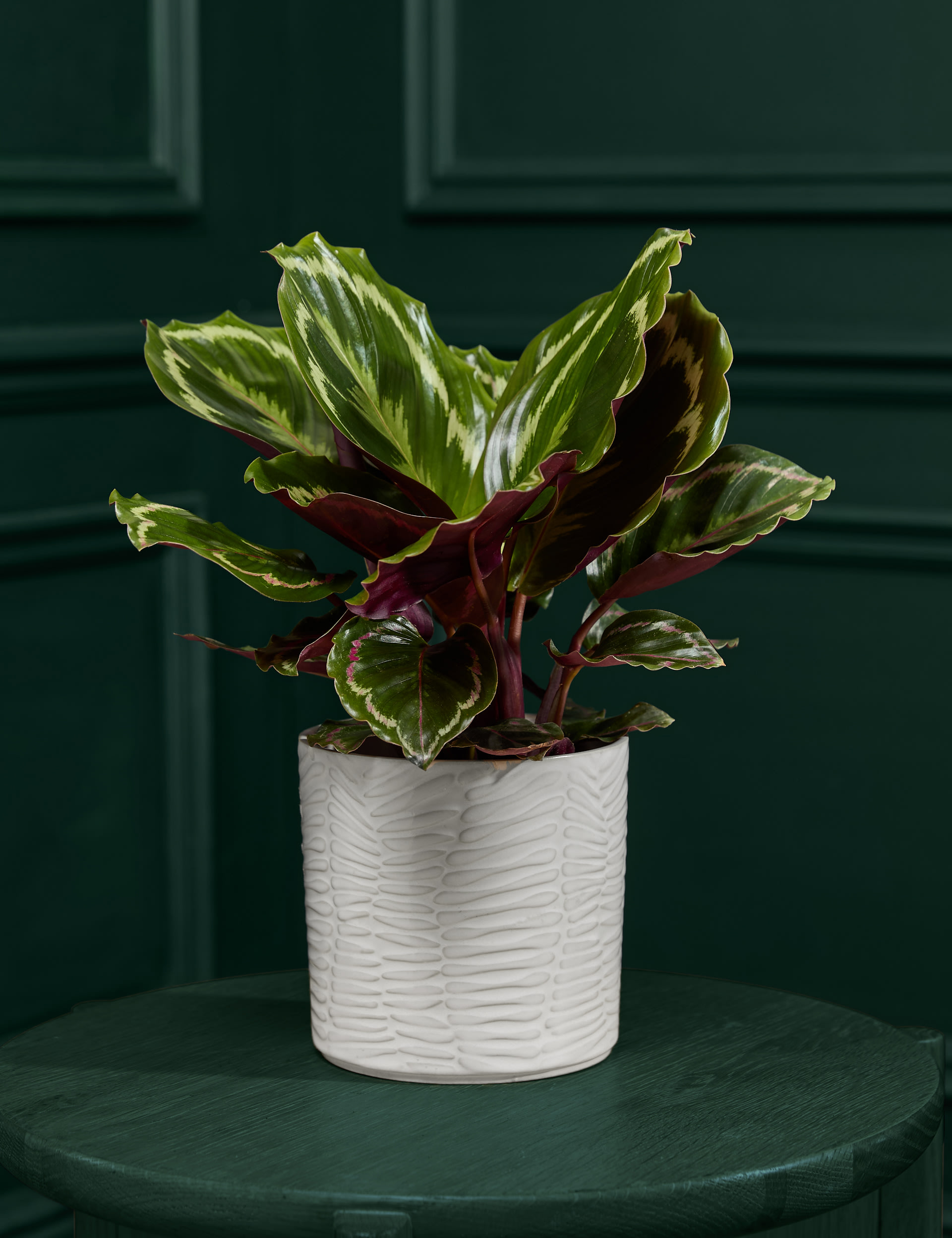 Medium Calathea in Ceramic Pot | M&S