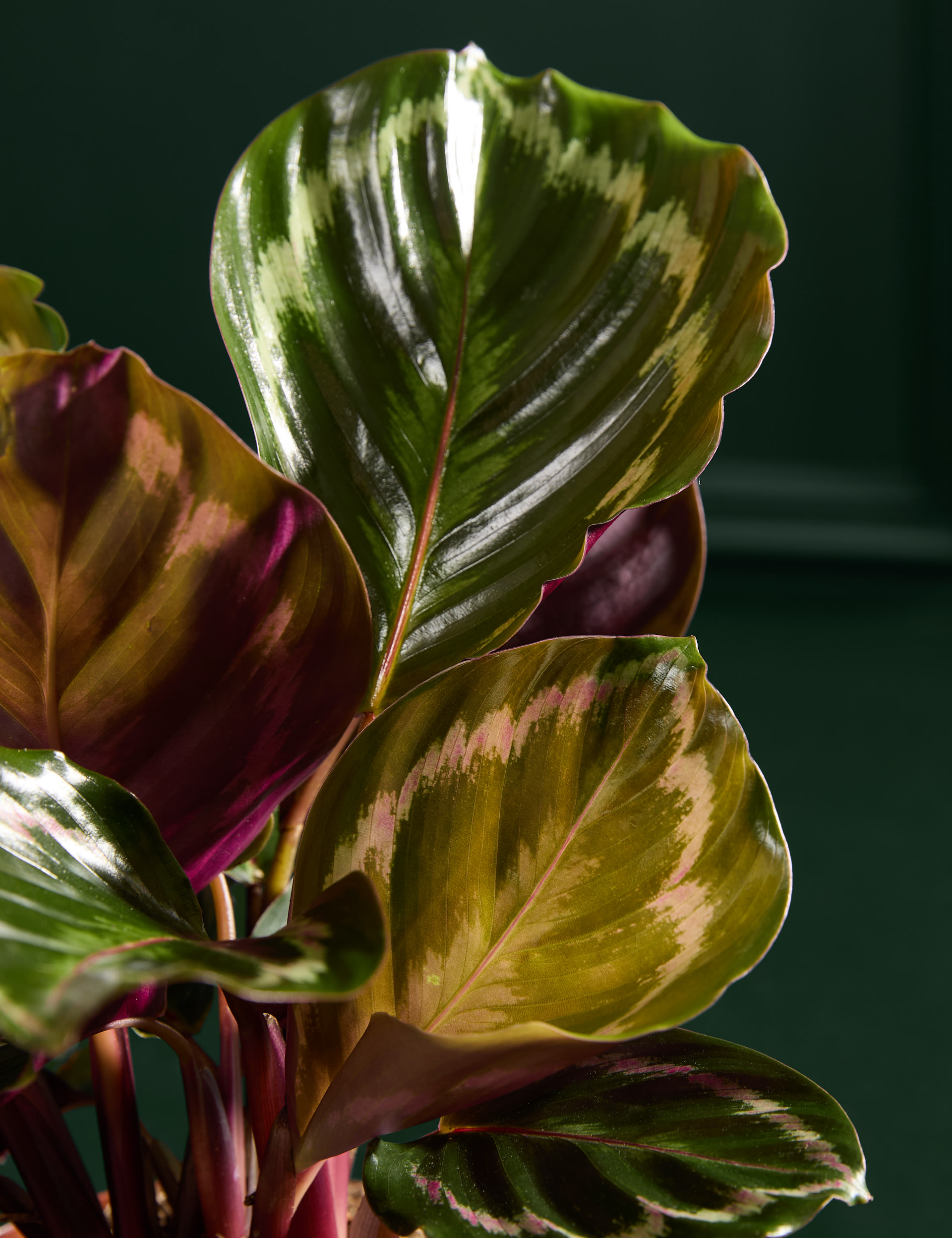 Medium Calathea in Ceramic Pot | M&S
