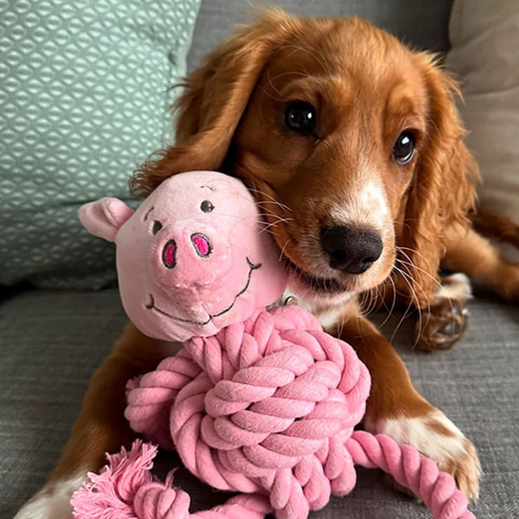 Lamb masala keema, aloo gobi, lemon rice and kachimoru Recipe | M&S