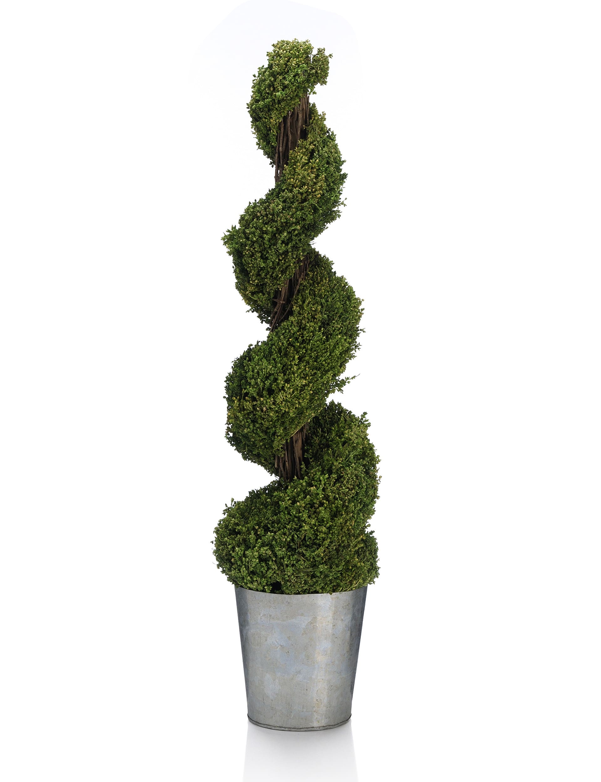 Spiral Topiary | M&S
