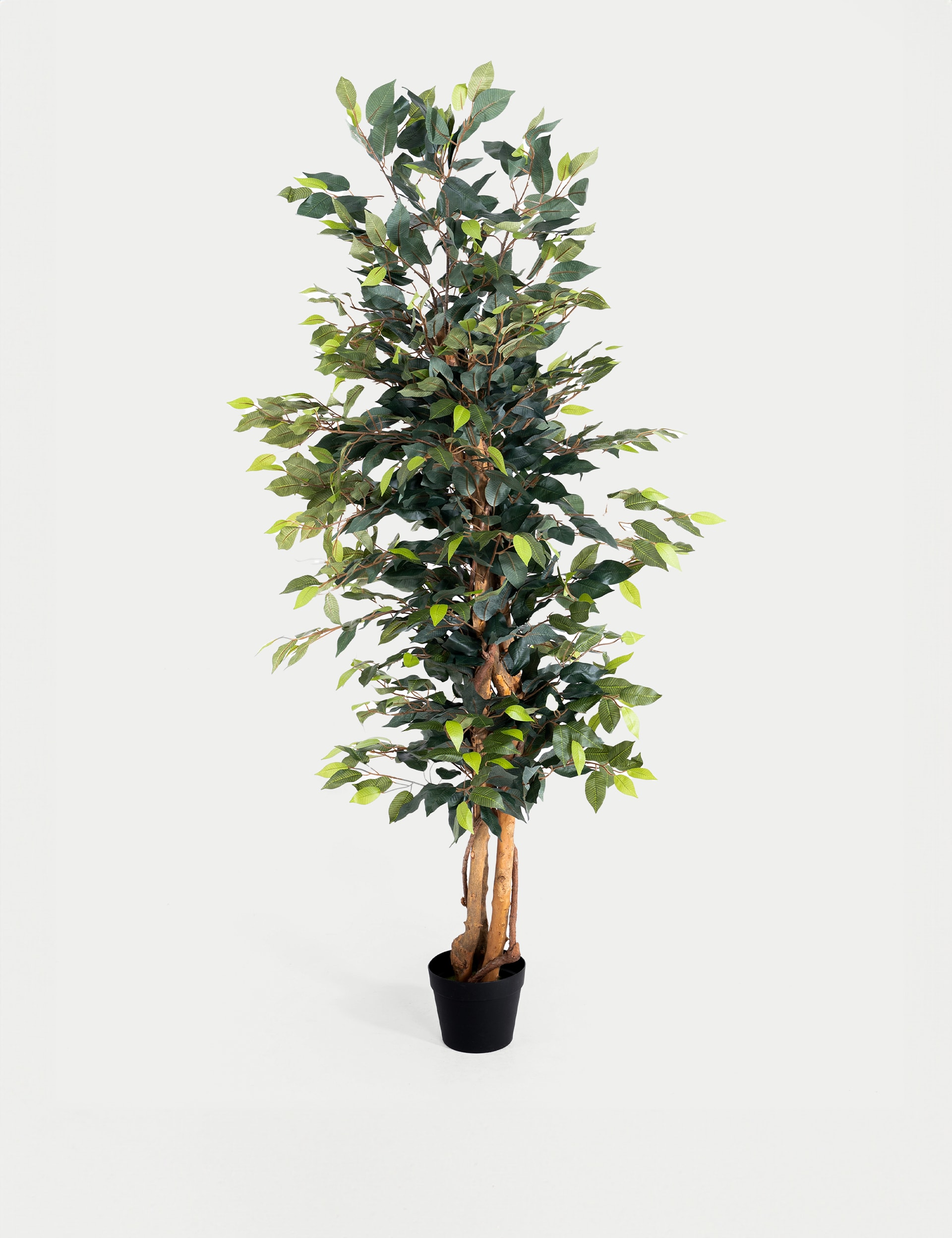 6ft Artificial Ficus Tree in Pot | Blooming Artificial | M&S