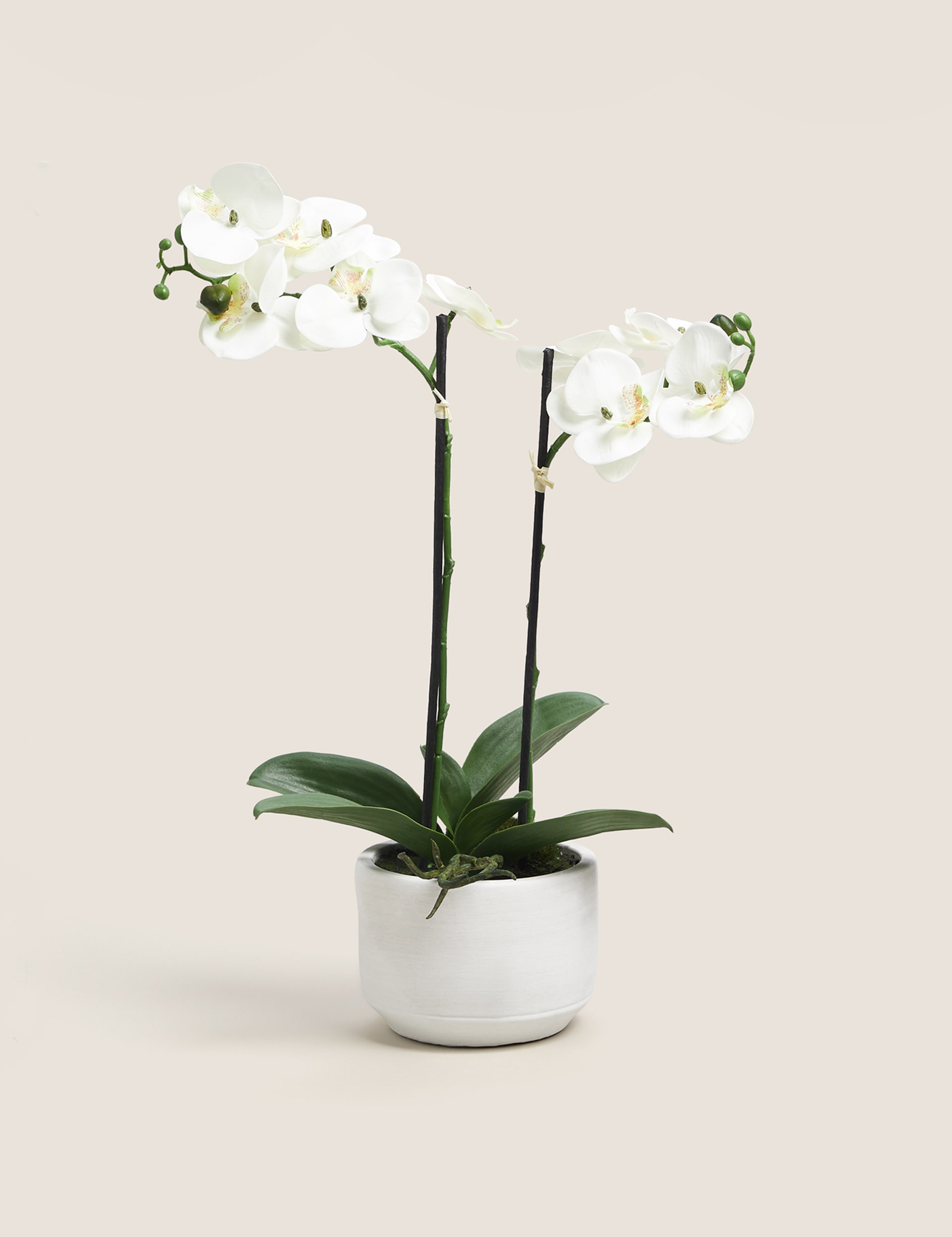 Artificial Real Touch Medium Orchid in Ceramic Pot | Moss & Sweetpea | M&S