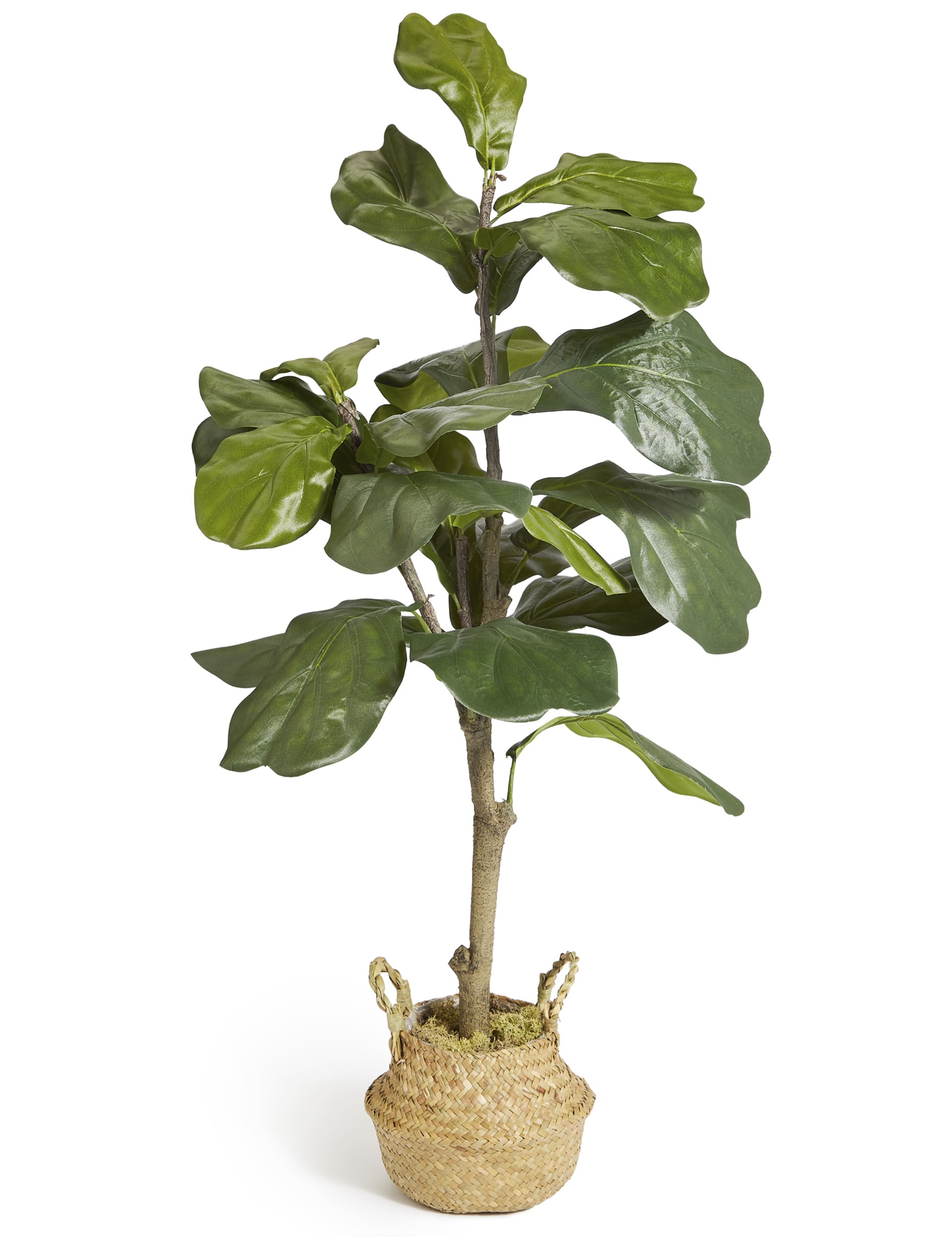 Large Fiddle Leaf Fig Tree | M&S IE