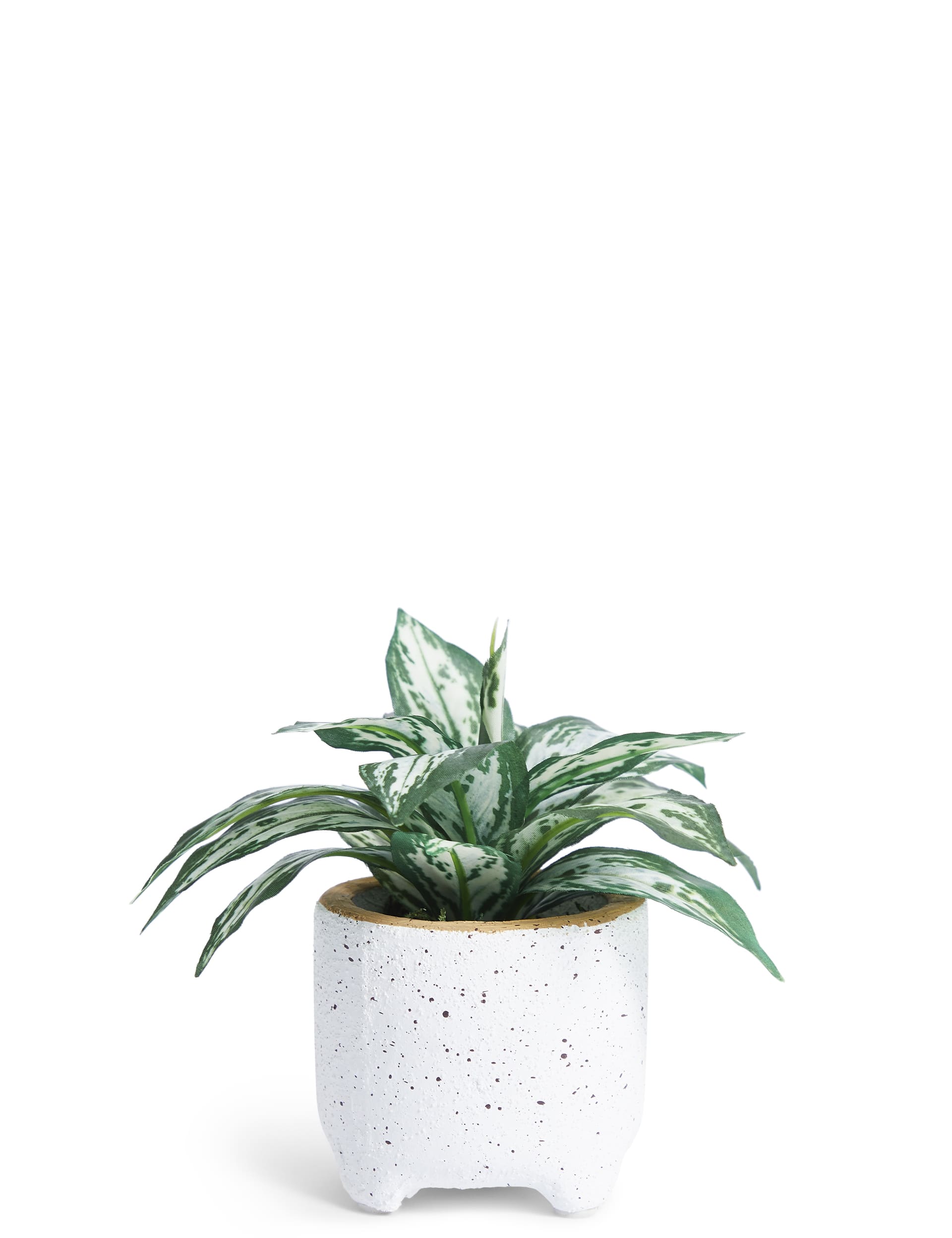 Mini Croton Pot | M&S