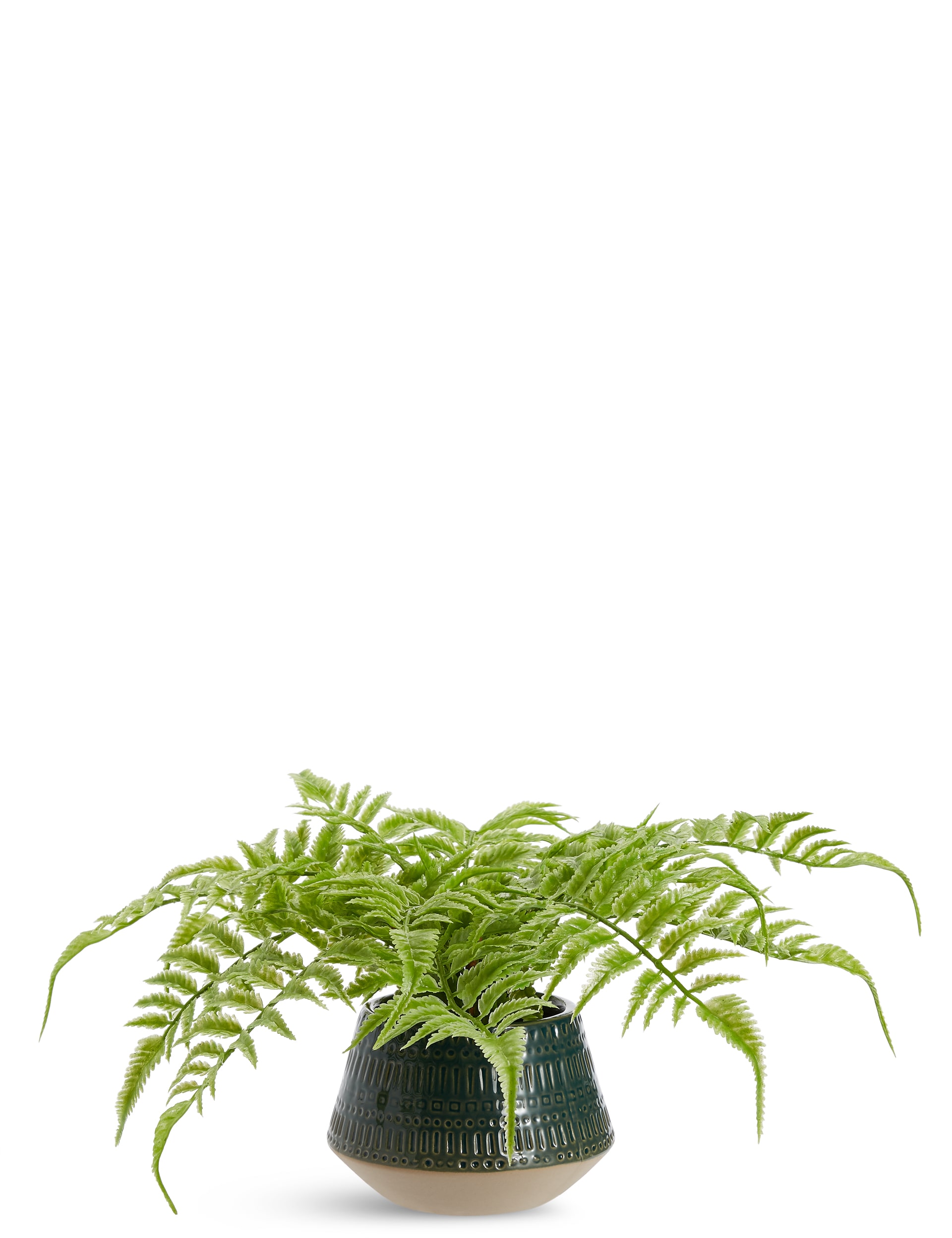 Fern in Ceramic Taper Pot | M&S