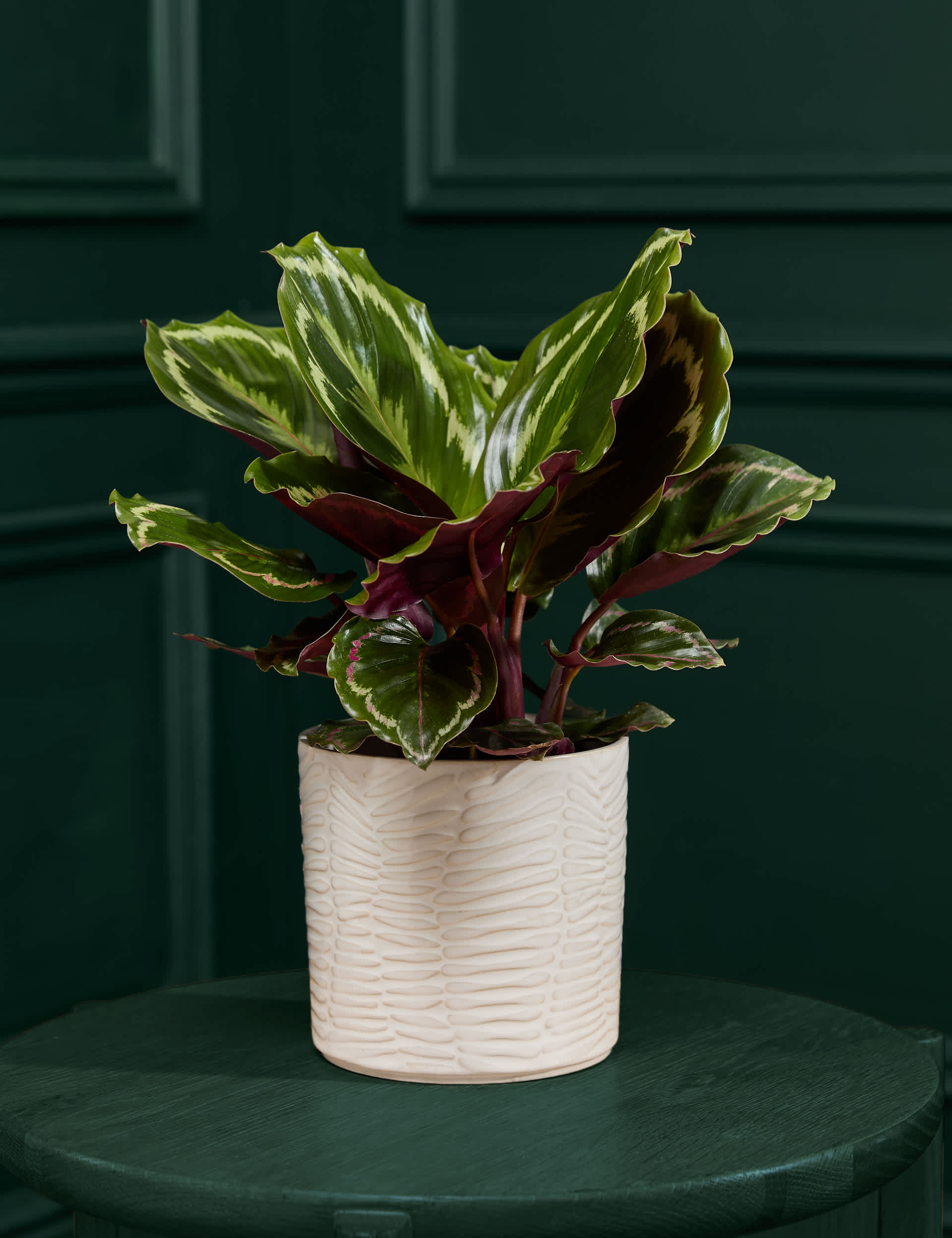 Medium Calathea in Ceramic Pot | Flower Market | M&S