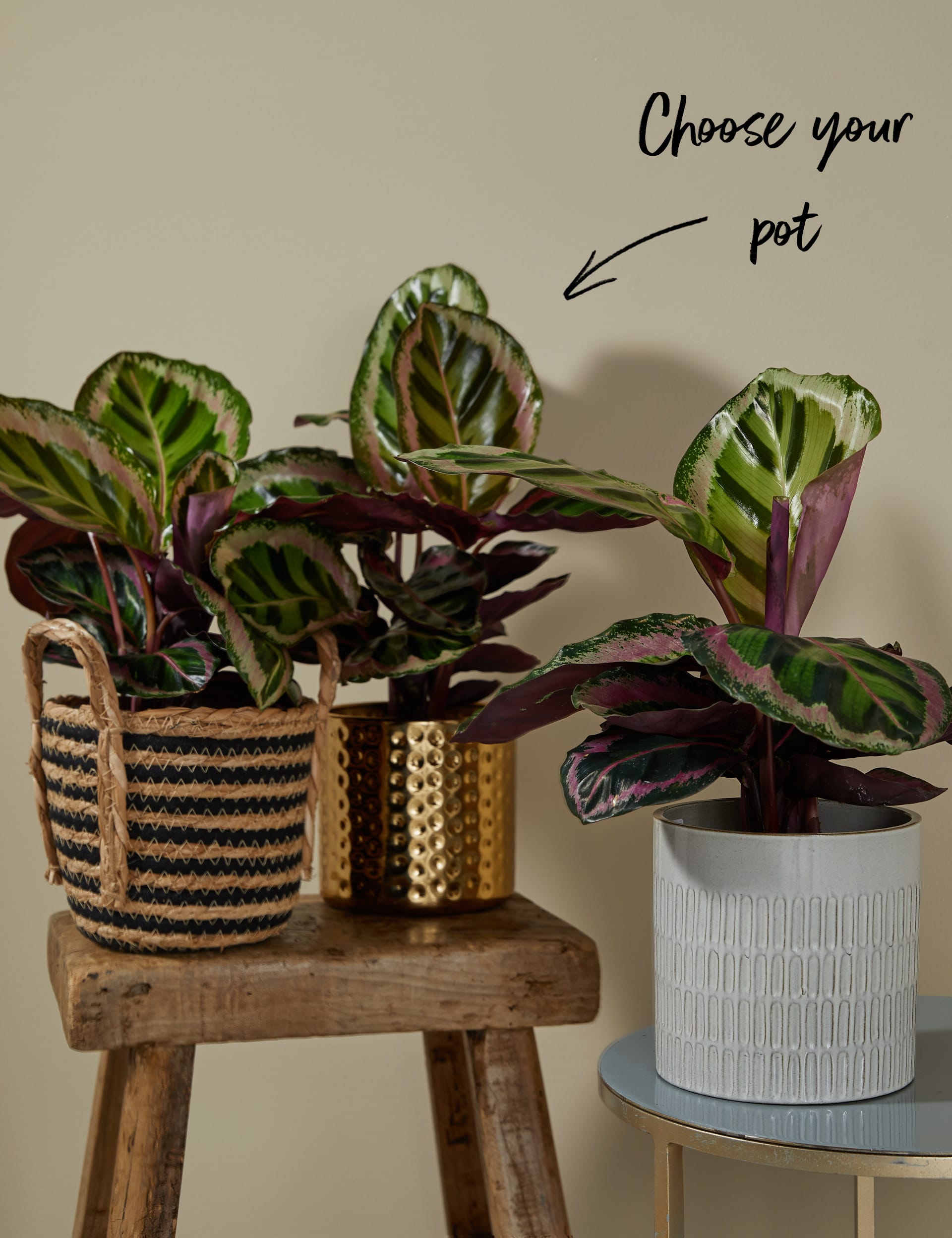 Medium Calathea in Ceramic Pot | M&S