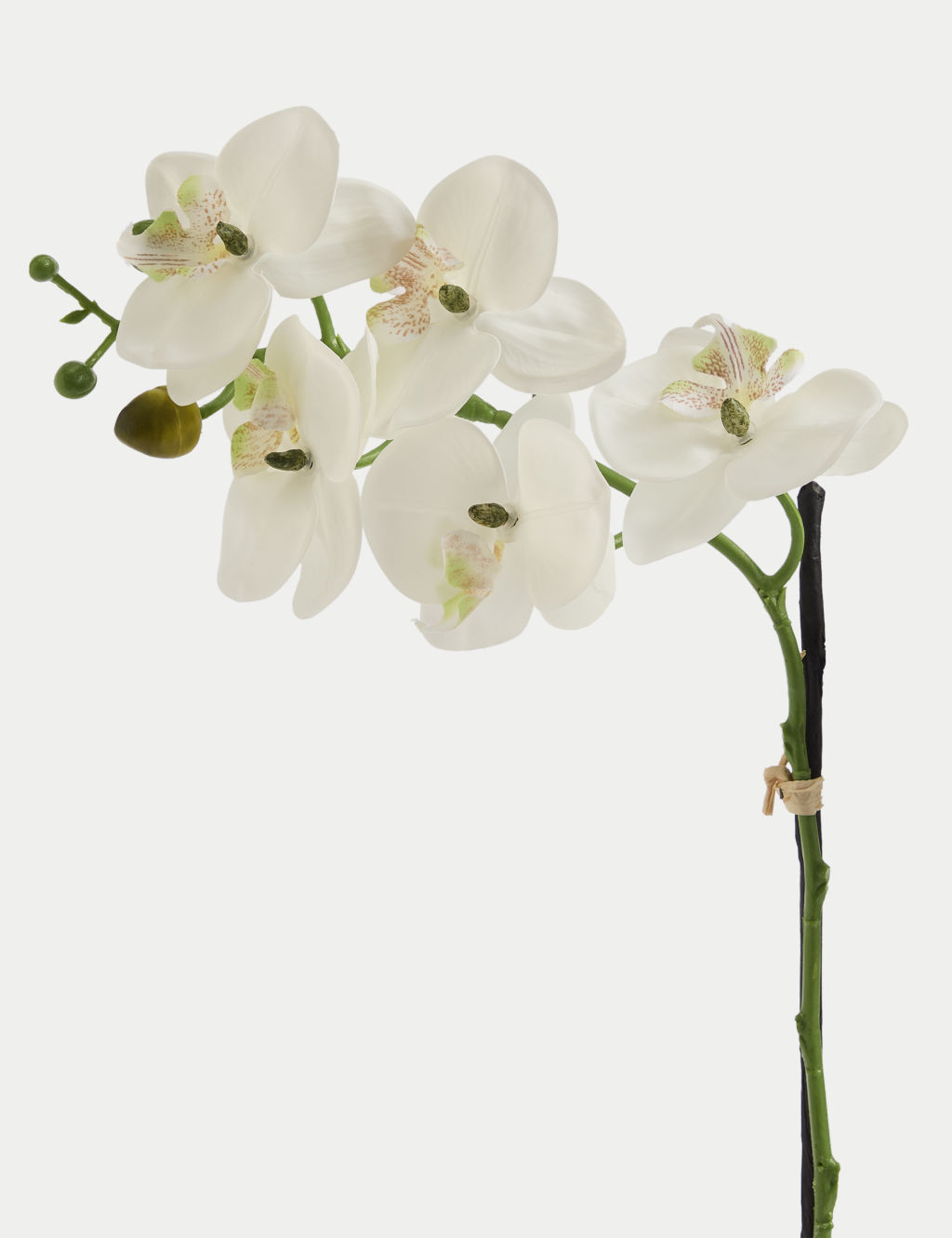 Artificial Real Touch Medium Orchid in Ceramic Pot | Moss & Sweetpea | M&S