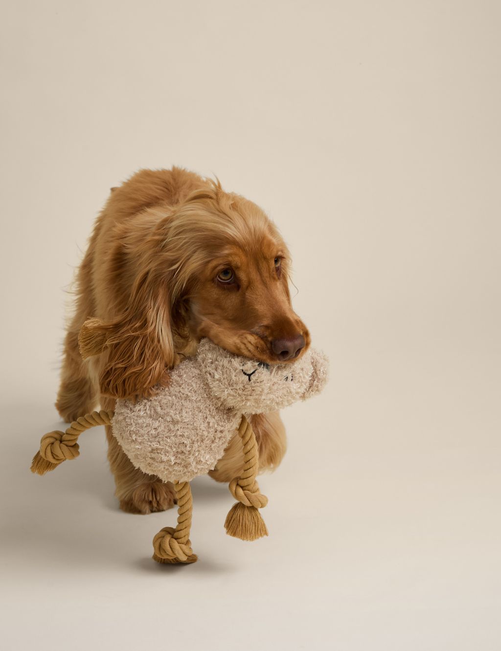 Spencer Bear™ Rope Pet Toy | Spencer Bear™ | M&S