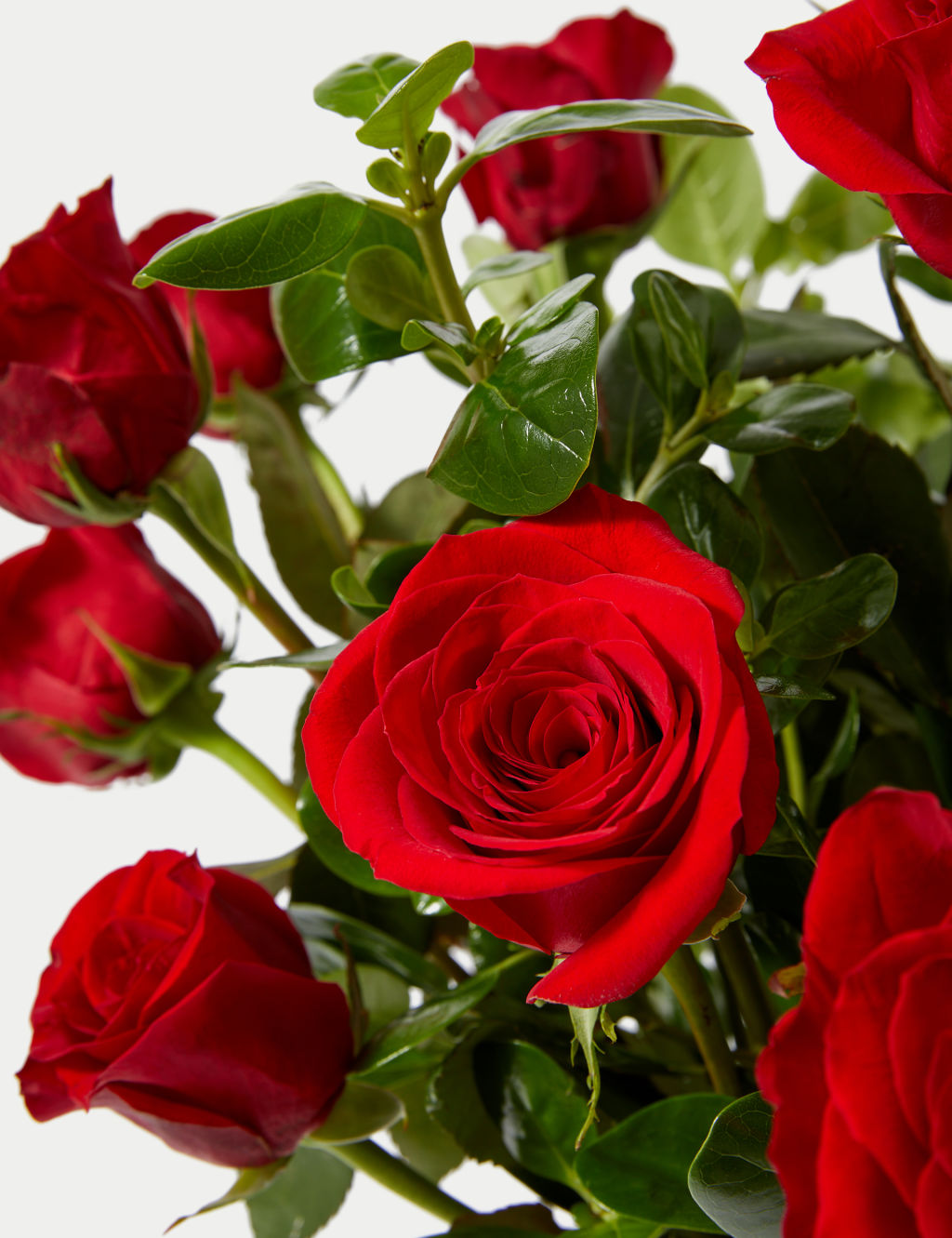 Dozen Rose Bouquet | M&S