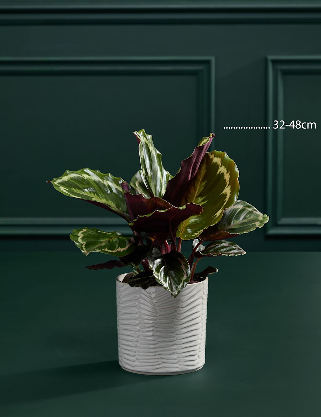 Medium Calathea in Ceramic Pot | M&S