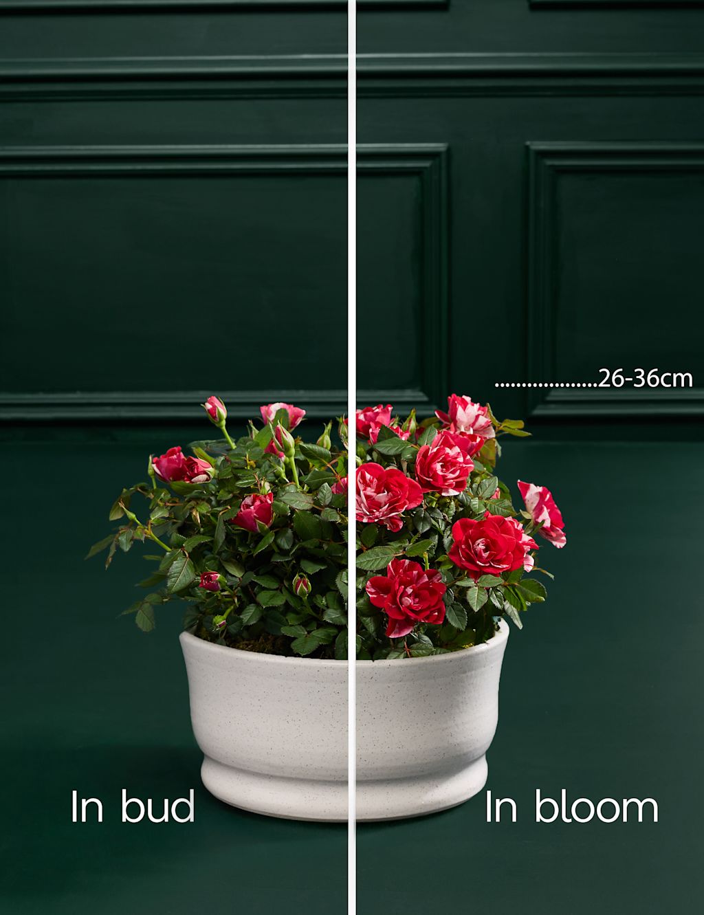 Gigi Rose Plant in Ceramic Pot | M&S