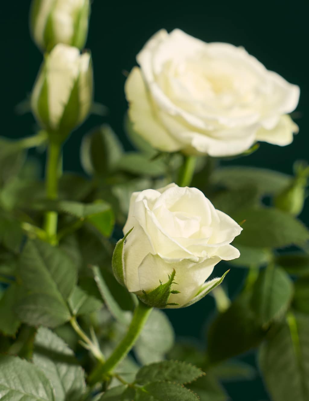 Indoor Plants at M&S
