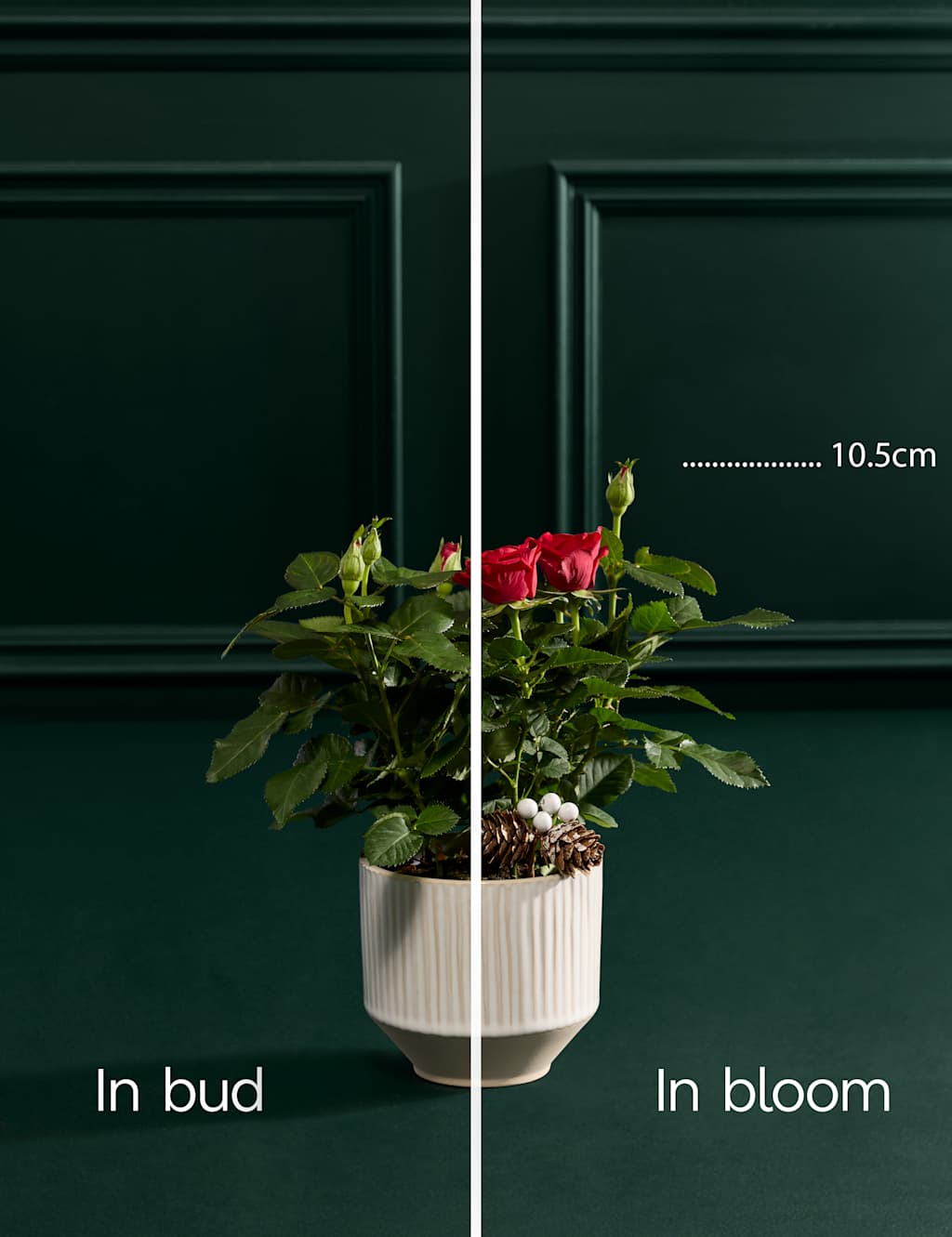 Red Rose in Ceramic Pot | M&S