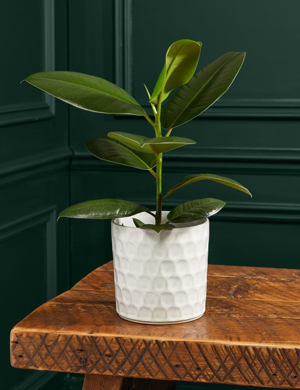 Ficus Robusta Plant with Ceramic Pot | M&S
