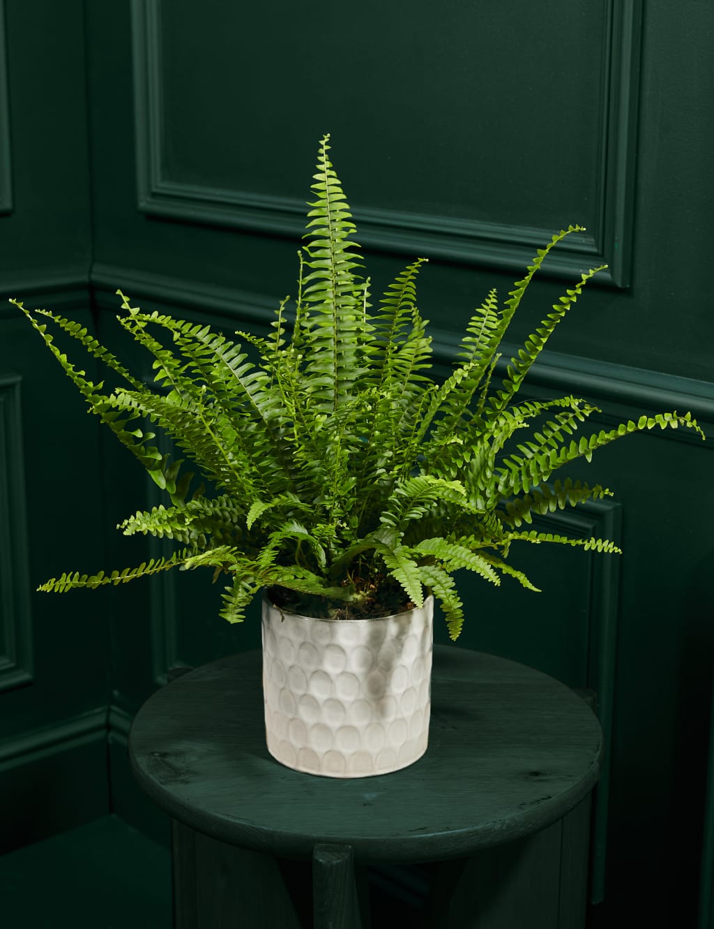 Medium Boston Fern in Ceramic Pot | M&S