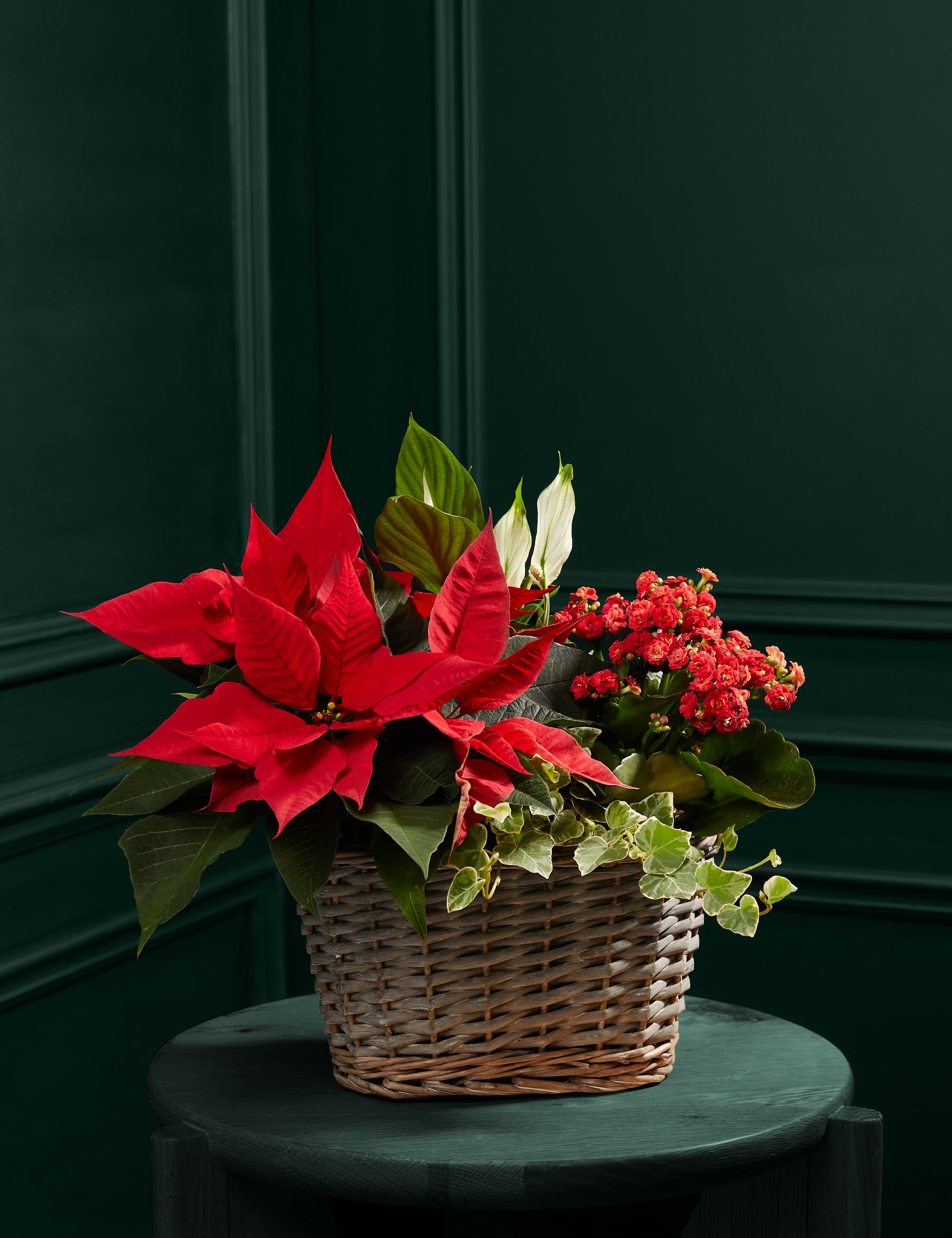 Festive Planted Basket with Poinsettia | M&S