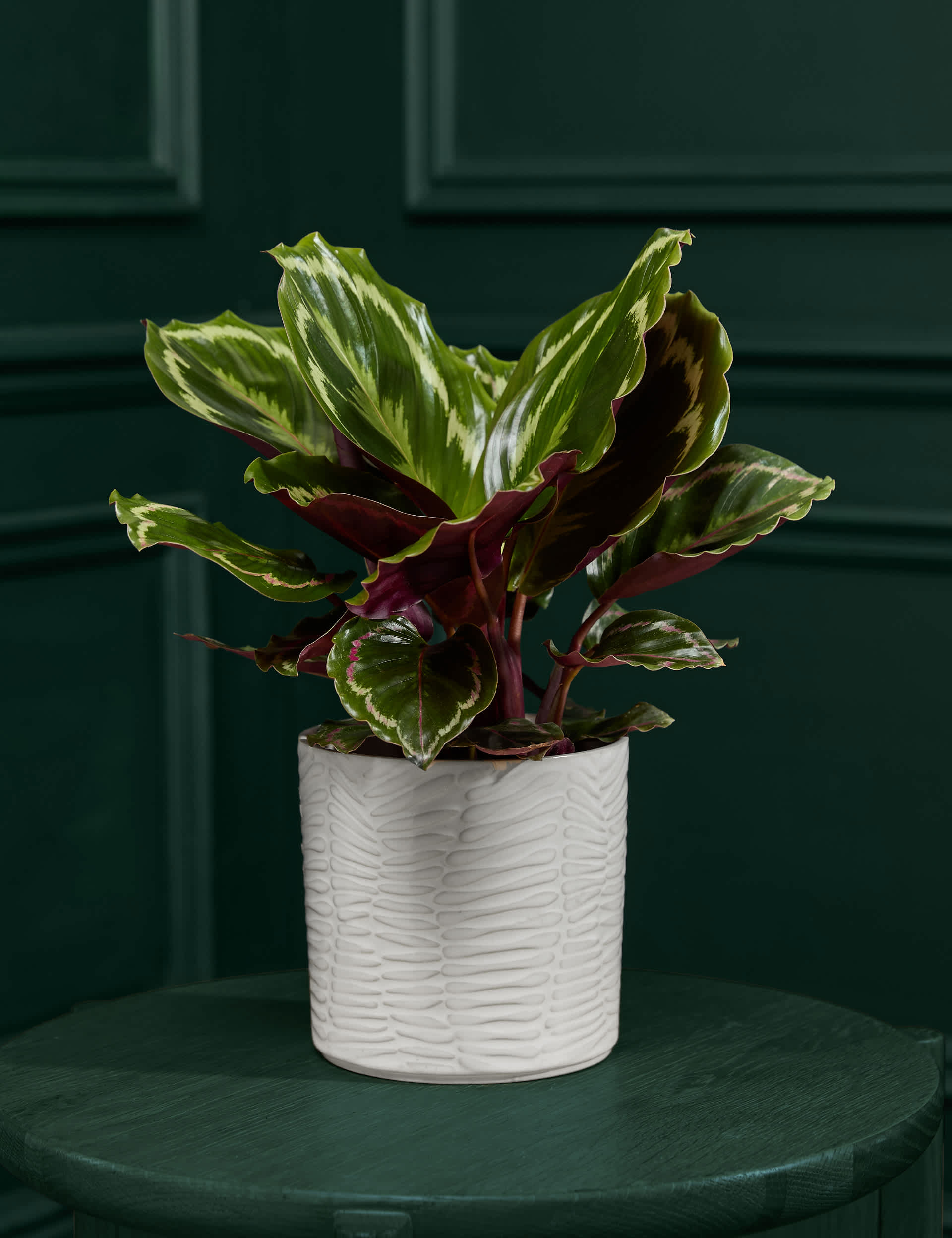 Medium Calathea in Ceramic Pot | M&S Collection | M&S