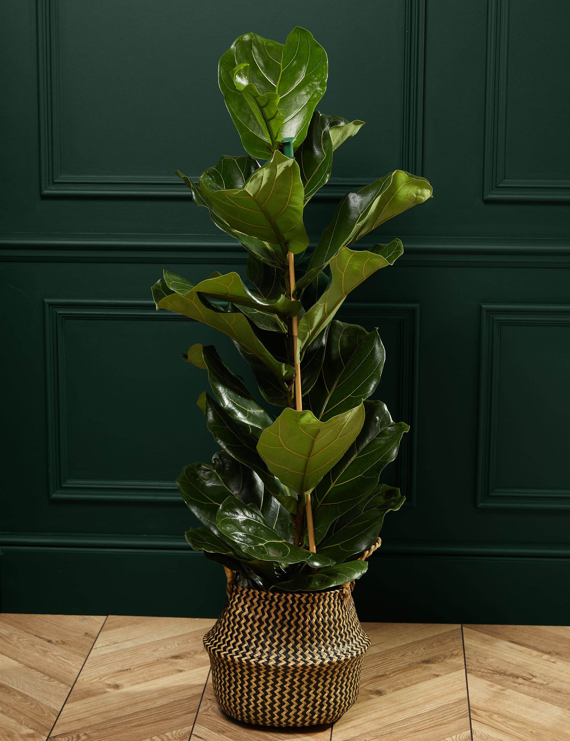 Extra Large Fiddleleaf Fig in Basket | M&S
