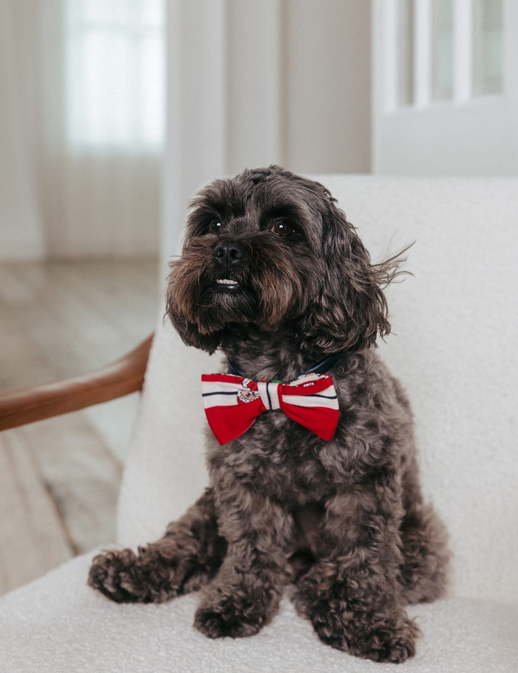 Dog clip on bow tie store