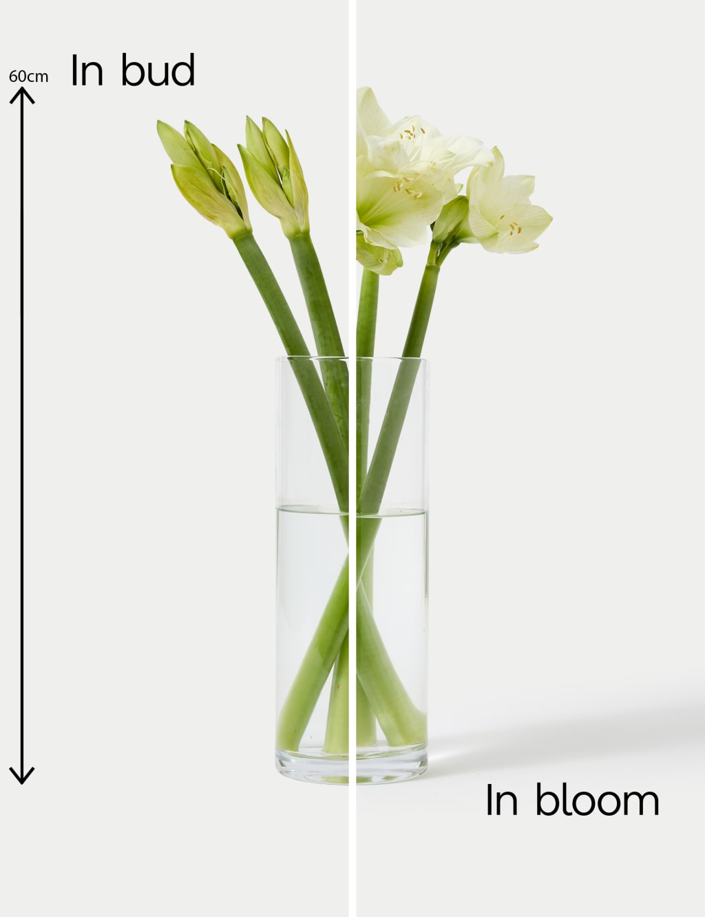 White Amaryllis Bouquet | M&S White Amaryllis Bouquet | M&S