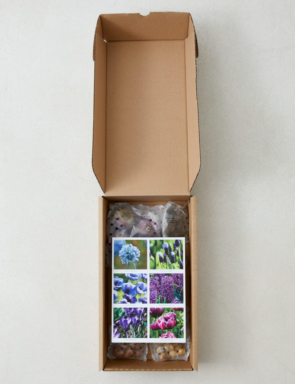 Berry Shades Flower Bulb Collection | M&S