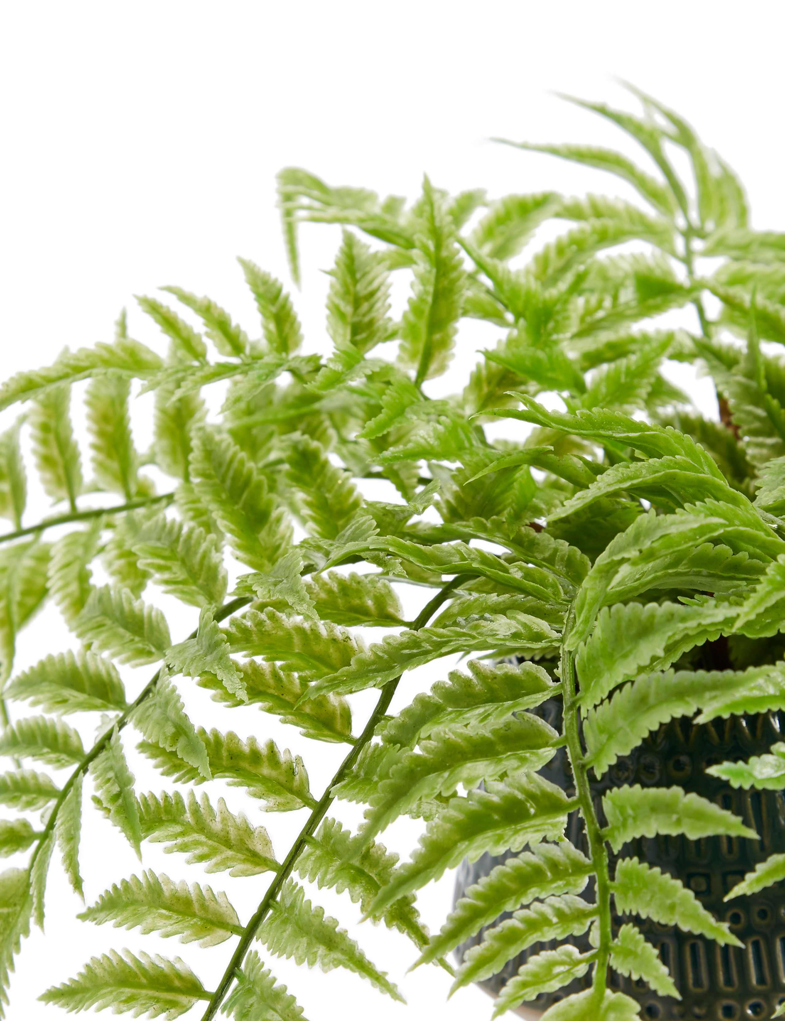 Fern in Ceramic Taper Pot | M&S IE