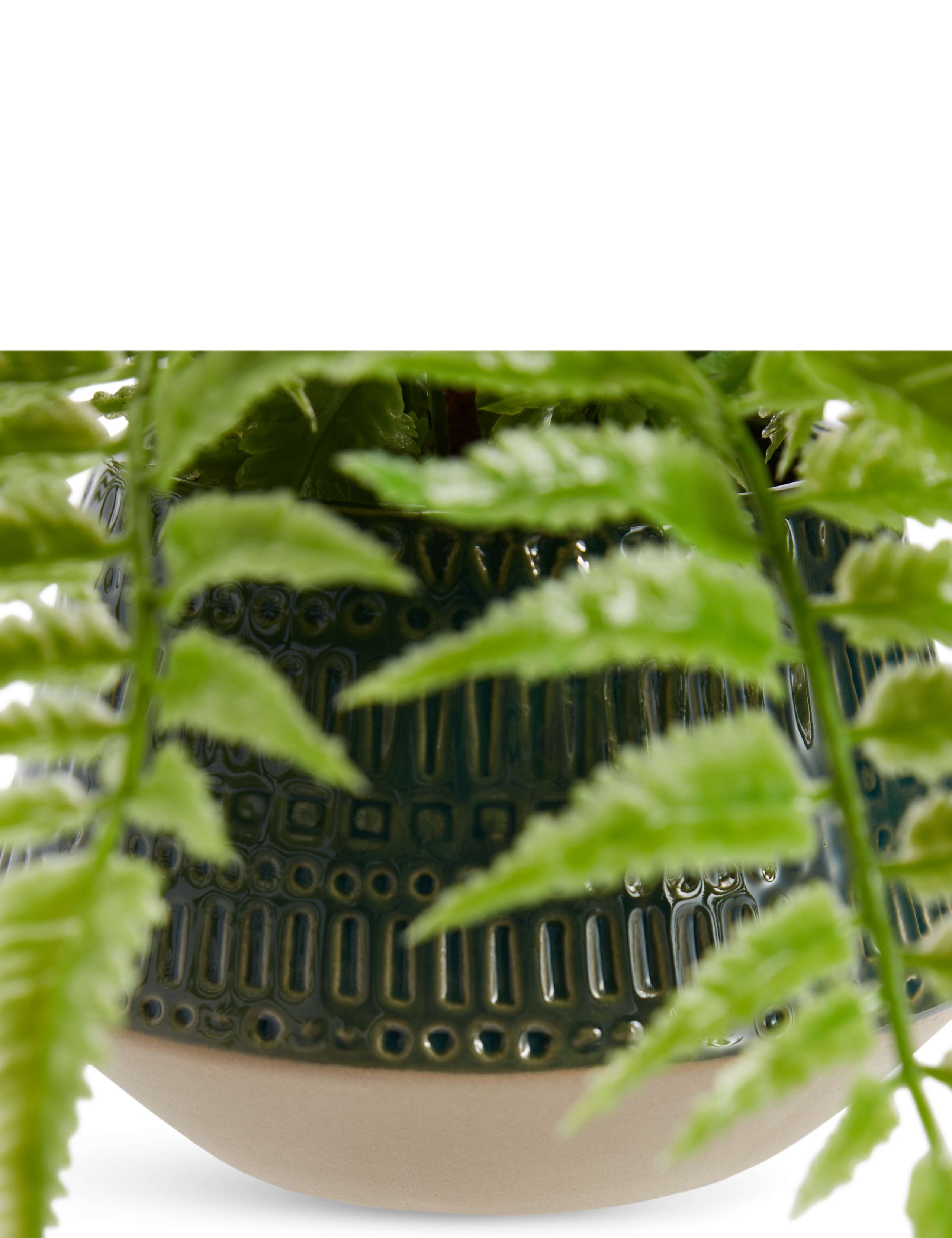 Fern in Ceramic Taper Pot | M&S IE