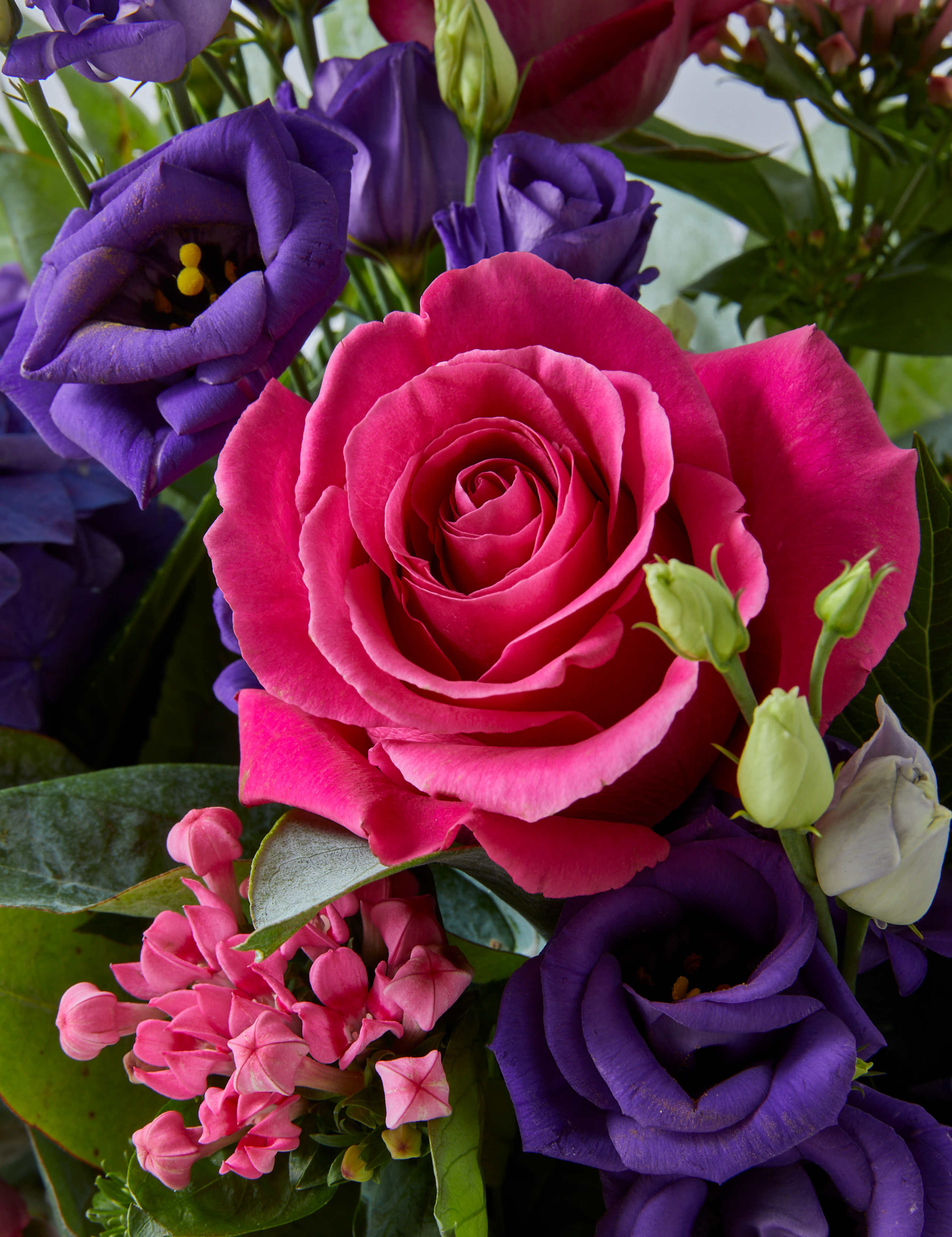 hydrangea rose purple