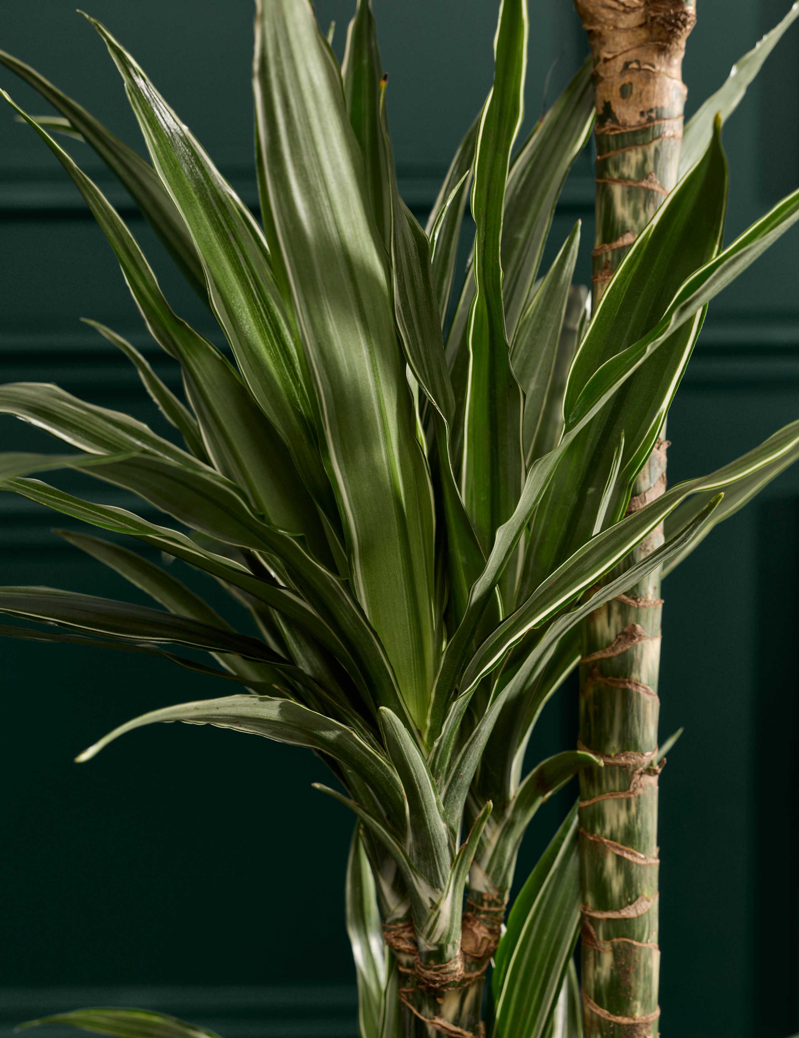 Extra Large Calathea Basket | M&S