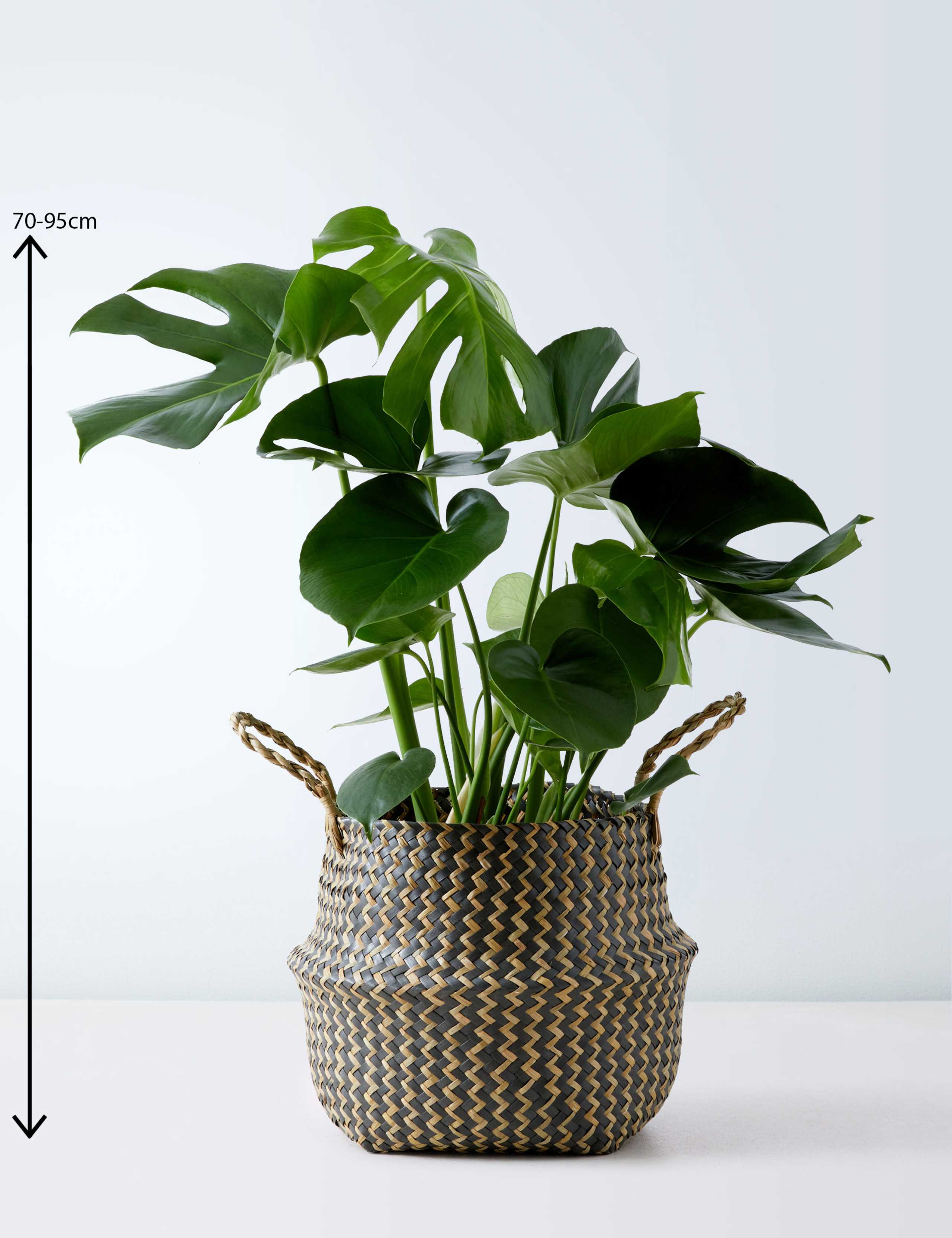Extra Large Monstera Basket | M&S
