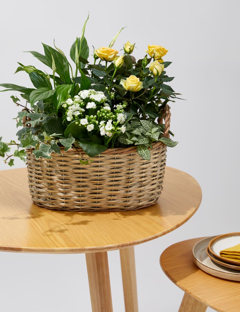 Large Summer Flowering Basket | M&S