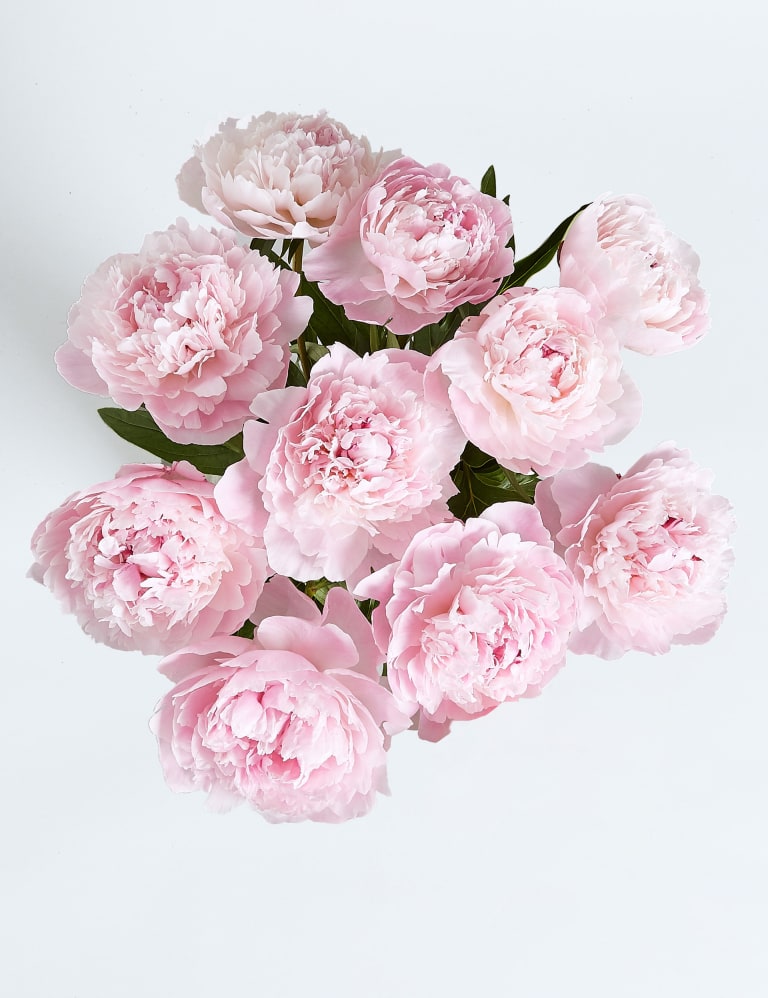 Collection Peonies | M&S