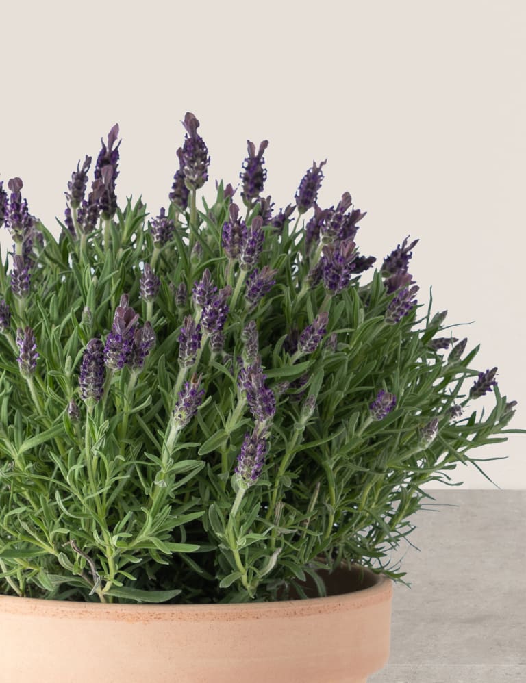 Butterfly Lavender Planter | M&S