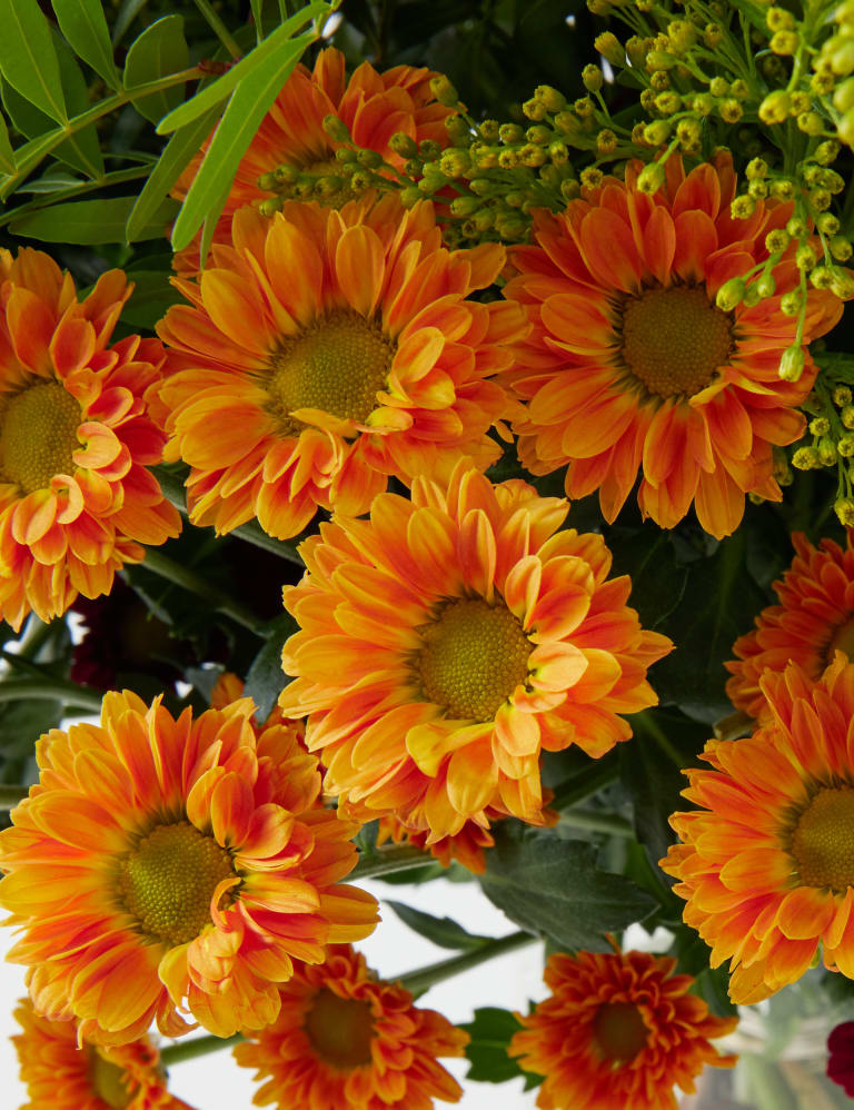 M&s letterbox flowers store
