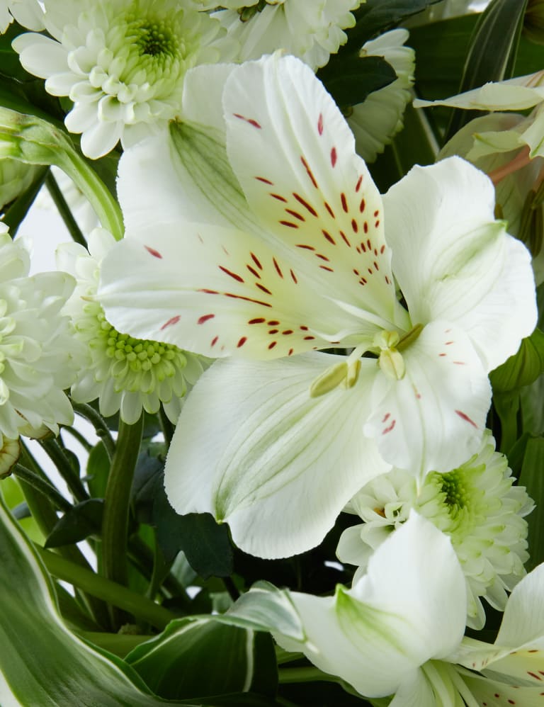 M&s letterbox flowers store
