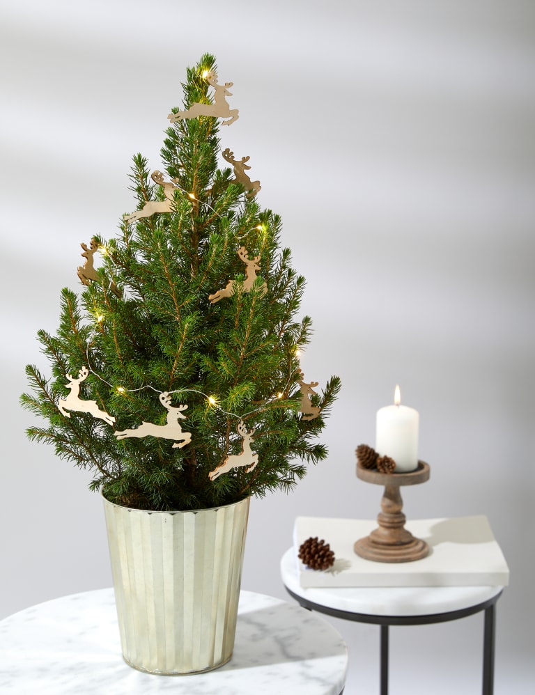 Real Christmas Tree in Gold Pot M S