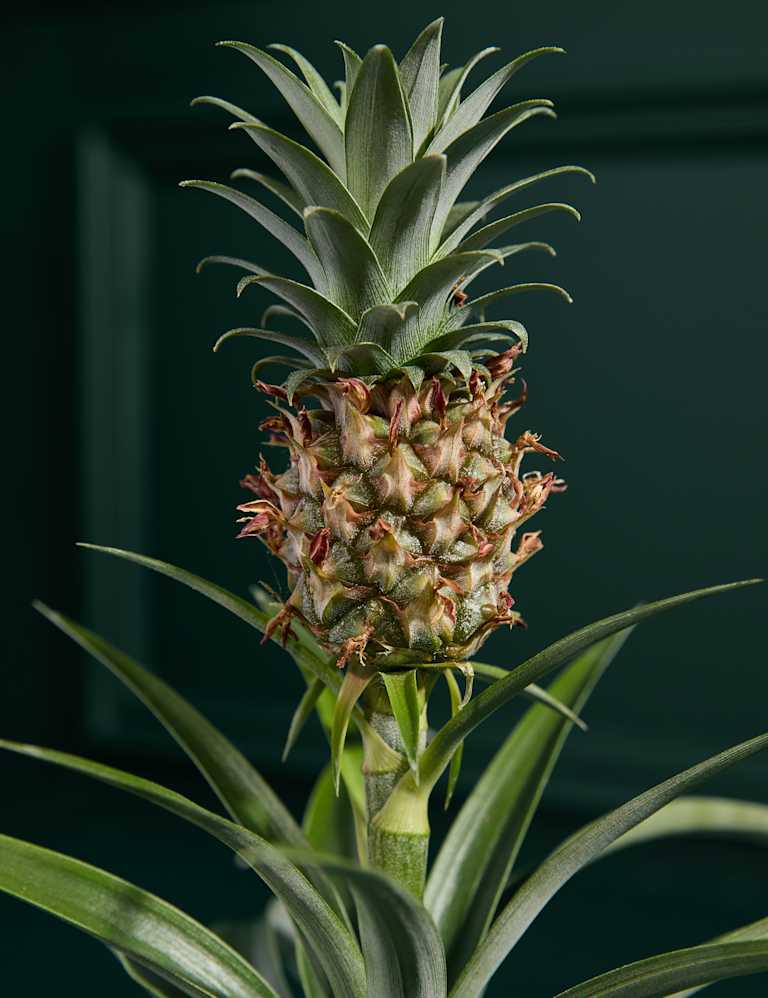 Pineapple Plant in Tin Pot M S